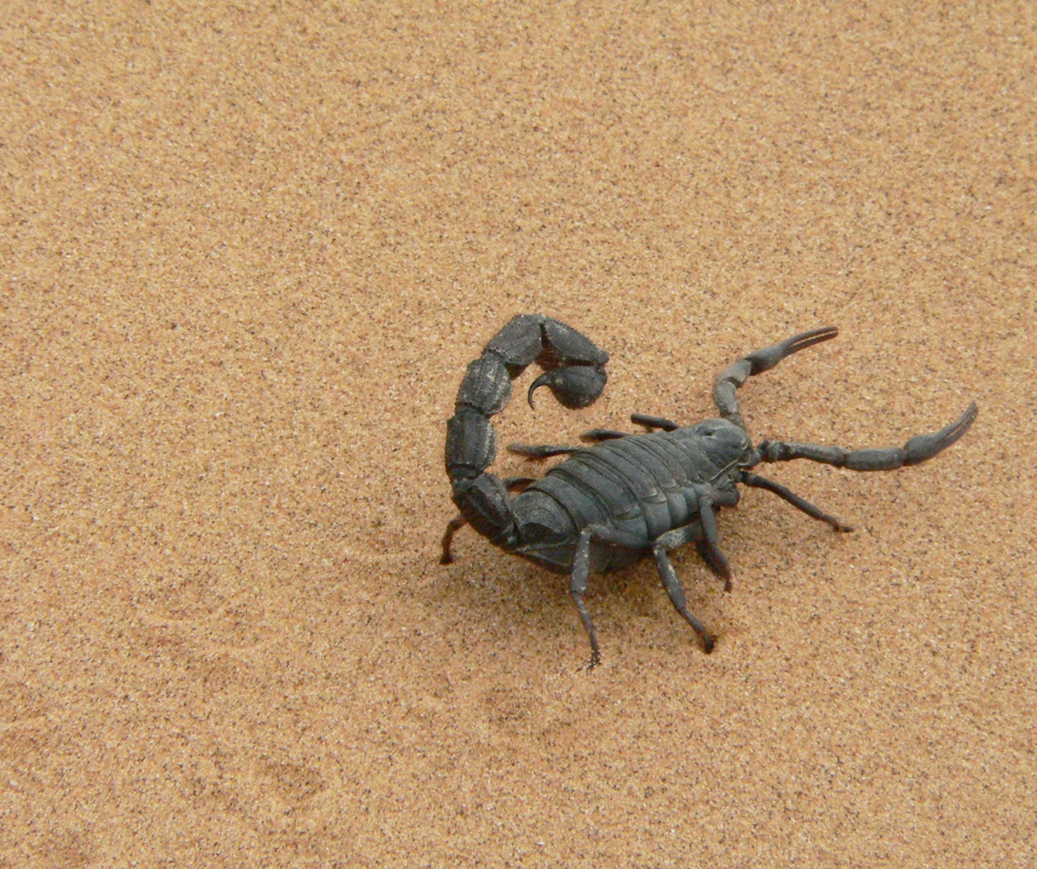 Safe and Effective Scorpion Pest Control